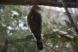 15 Species of Hawks in Arizona (with Pictures & Info) - Optics Mag