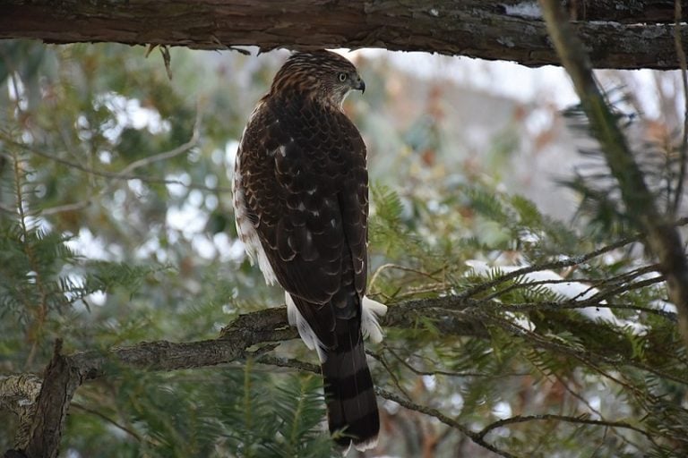 15 Species of Hawks in Arizona (with Pictures & Info) - Optics Mag