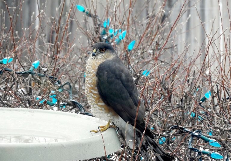 14 Species Of Hawks in California (with Pictures & Info) - Optics Mag