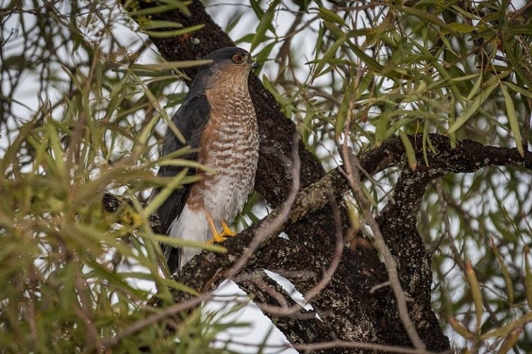 9 Species of Hawks in Ohio (With Pictures & Info) - Optics Mag