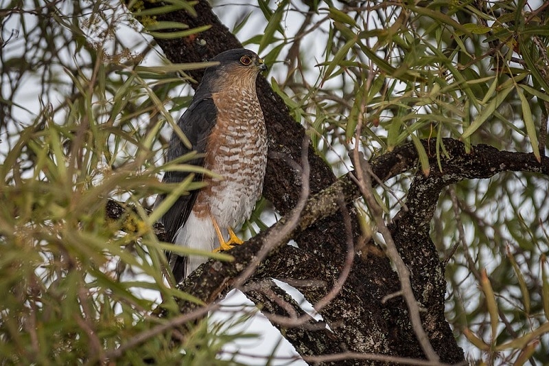 9 Species of Hawks in Ohio (With Pictures & Info) - Optics Mag