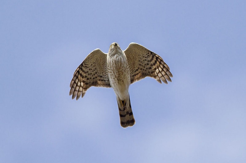 Cooper’s Hawks vs Sharp-Shinned Hawks: What’s the Difference? - Optics Mag