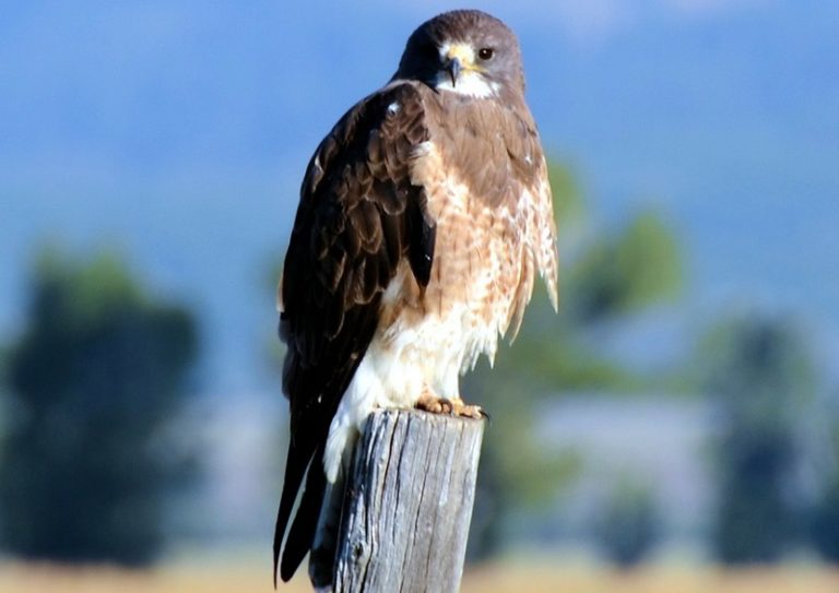 10 Species of Hawks in Colorado in 2022 (with Pictures) - Optics Mag