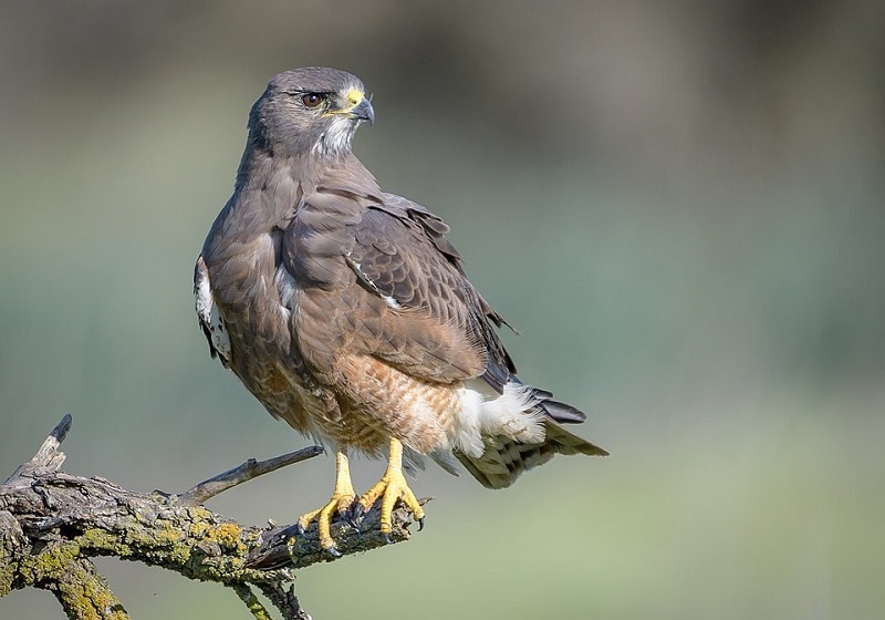 9 Species of Hawks in Florida (With Pictures & Info) - Optics Mag