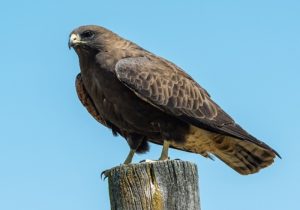 9 Species of Hawks in Ohio (With Pictures & Info) - Optics Mag