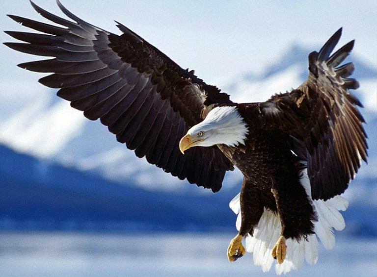 2 Species of Eagles in California (With Pictures & Info) - Optics Mag