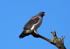 15 Species of Hawks in Arizona (with Pictures & Info) - Optics Mag