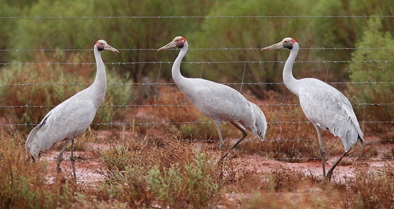 15 Types of Crane Bird Species in 2024 (With Pictures) - Optics Mag