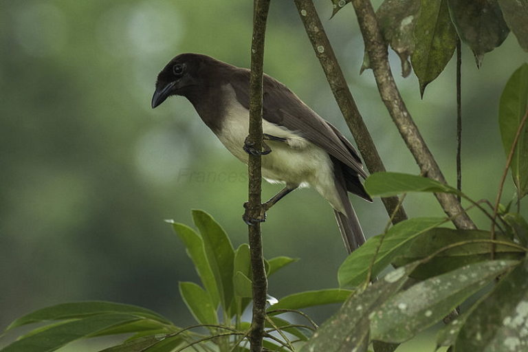 20 Types of Jaybirds in 2025 - Info, Pictures, Facts & More! - Optics Mag