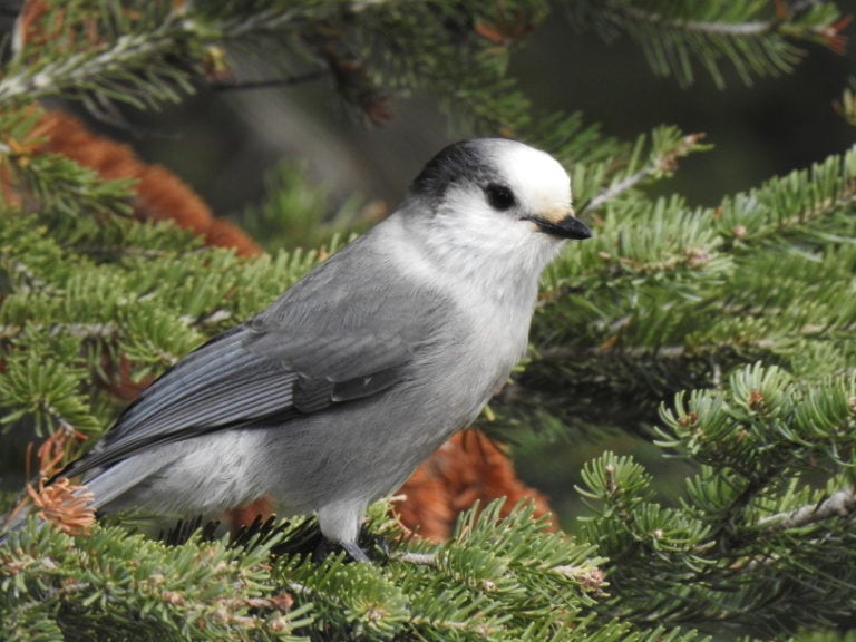 20 Types of Jaybirds in 2025 - Info, Pictures, Facts & More! - Optics Mag
