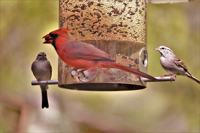 15 Proven Ways To Attract Cardinals To Your Yard & Feeders (Easy Guide ...