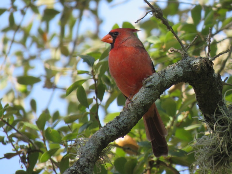 15 Proven Ways To Attract Cardinals To Your Yard & Feeders (Easy Guide ...