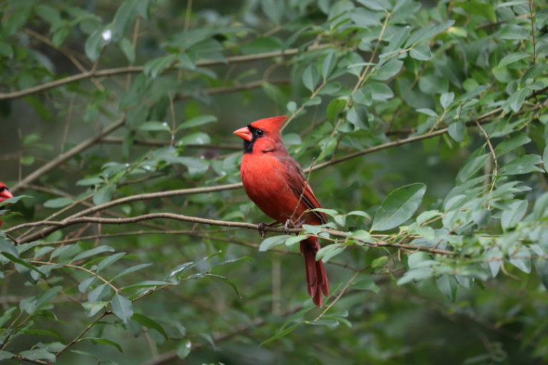 Do Cardinals Mate for Life? What You Need to Know! - Optics Mag