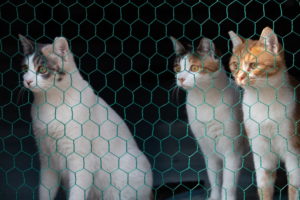 10 Incredible Animals That Can See Ultraviolet Light - Optics Mag