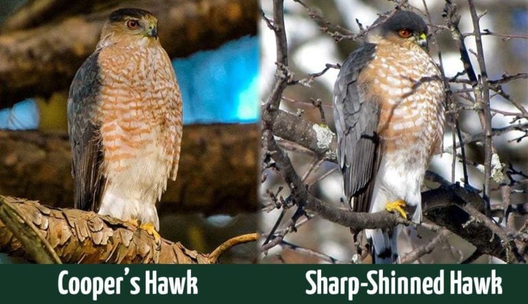 Cooper’s Hawks vs Sharp-Shinned Hawks: What’s the Difference? - Optics Mag
