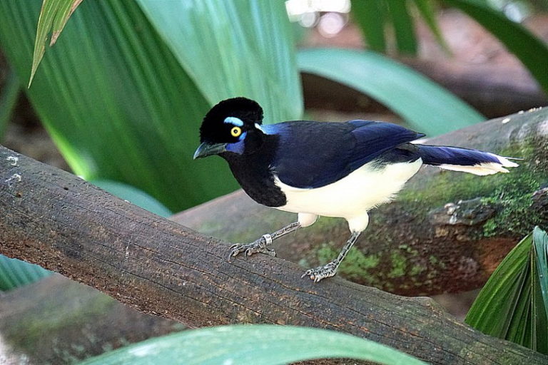 20 Types of Jaybirds in 2025 - Info, Pictures, Facts & More! - Optics Mag