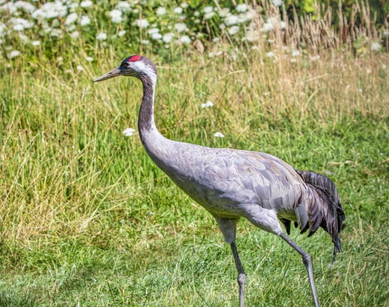 15 Types of Crane Bird Species in 2024 (With Pictures) - Optics Mag