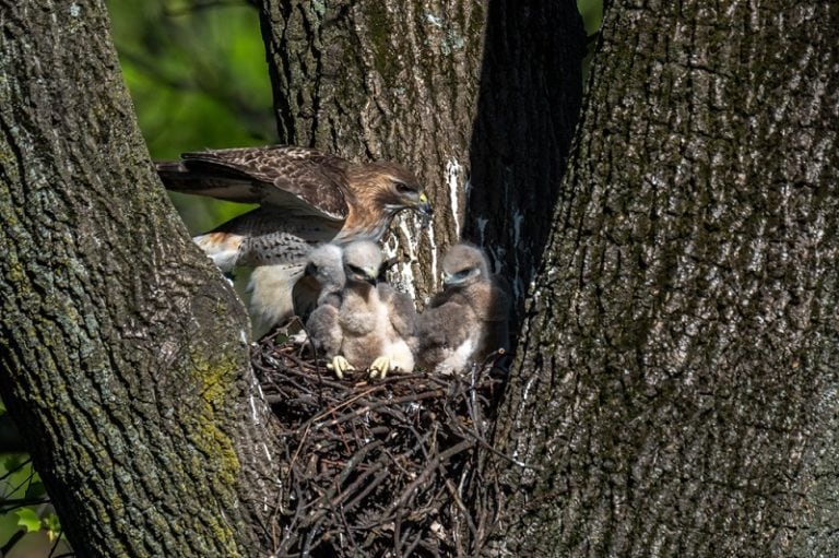 Male vs. Female Red-tailed Hawks: Spotting the Differences - Optics Mag