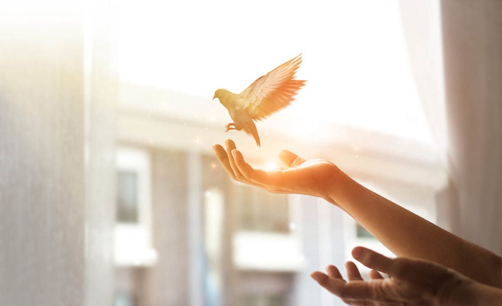 3 Proven Steps to Get a Bird Out of Your House (Easy & Safe) - Optics Mag