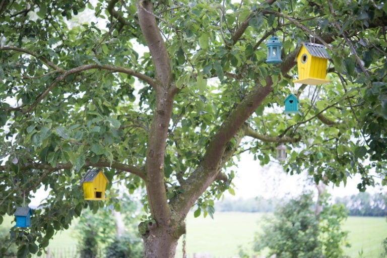 8 Types of Bird Houses: Which Is Right for You? (With Pictures ...