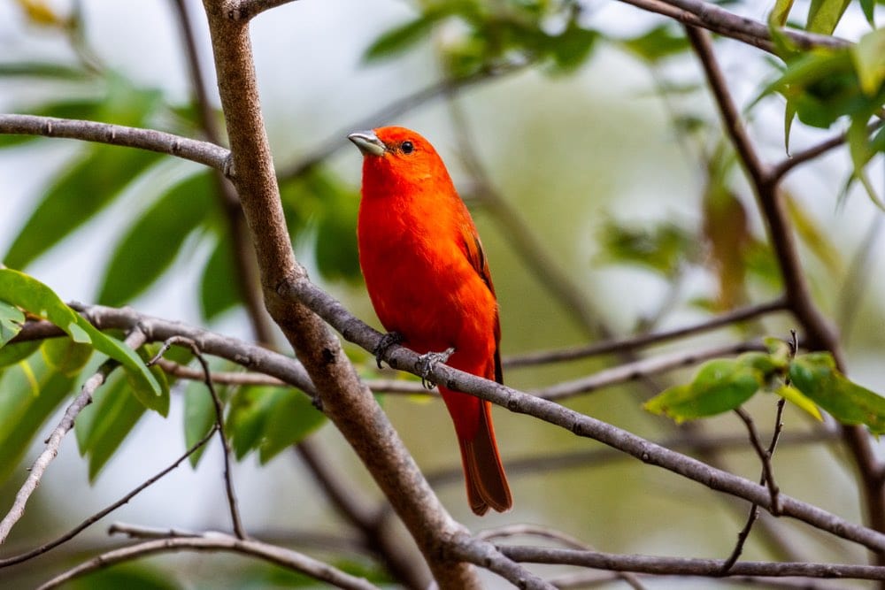 20 Birds With Red Chests (with Pictures) - Optics Mag