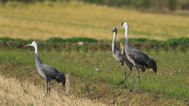 15 Types of Crane Bird Species in 2024 (With Pictures) - Optics Mag
