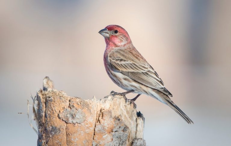 16 Birds That Look Like Cardinals (With Pictures) - Optics Mag