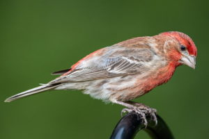 17 Interesting & Fun House Finch Facts You Never Knew! - Optics Mag