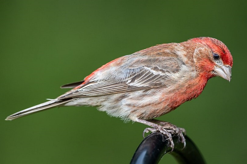 17 Interesting & Fun House Finch Facts You Never Knew! - Optics Mag