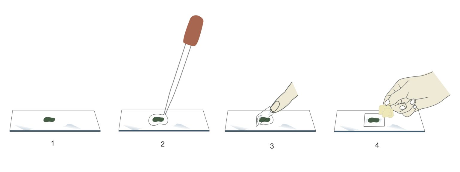 How to Use a Microscope: Beginner’s Guide (Easy Steps) - Optics Mag