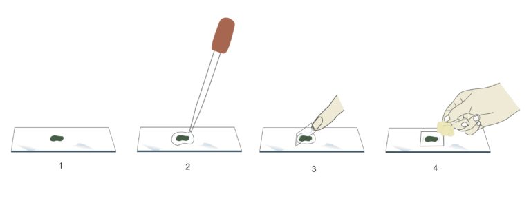 How to Use a Microscope: Beginner’s Guide (Easy Steps) - Optics Mag