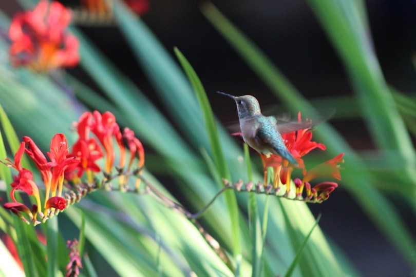 How Long Do Hummingbirds Live? (Average Lifespan Data & Facts) - Optics Mag