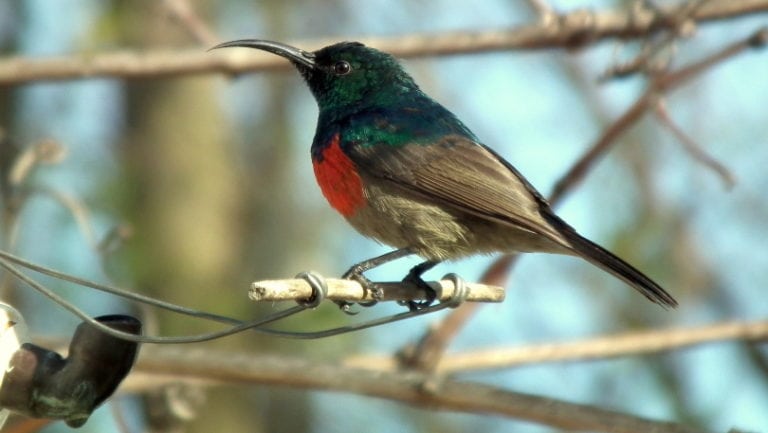 How Long Do Hummingbirds Live? (Average Lifespan Data & Facts) - Optics Mag