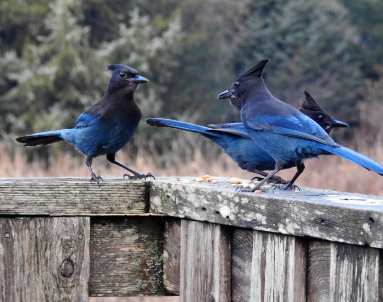 20 Types of Jaybirds in 2025 - Info, Pictures, Facts & More! - Optics Mag