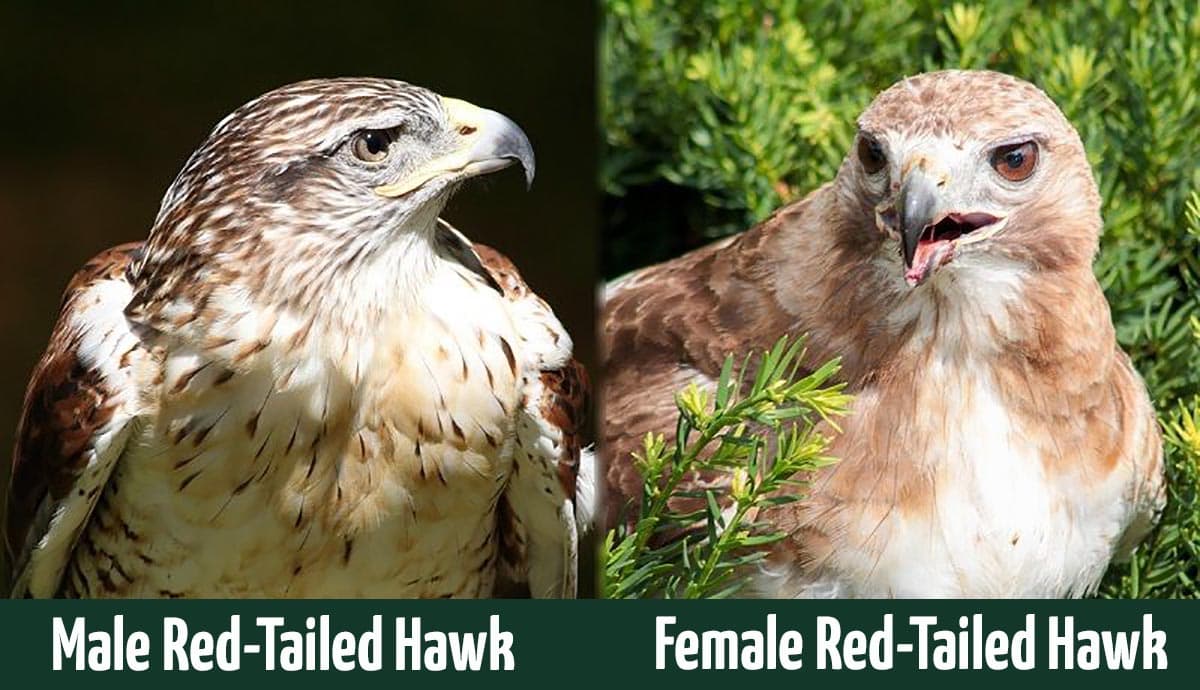 Male vs. Female Red-tailed Hawks: Spotting the Differences - Optics Mag