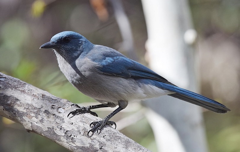 20 Types of Jaybirds in 2025 - Info, Pictures, Facts & More! - Optics Mag