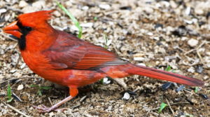 Northern Cardinal: Field Guide, Pictures, Habitat & Info - Optics Mag