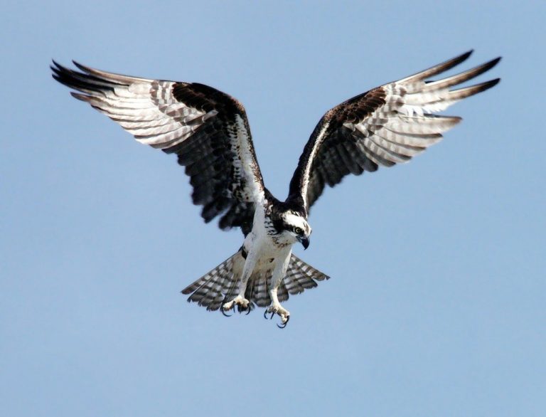 Osprey Wingspan: How Big Is It & How It Compares to Other Birds ...