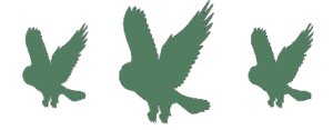8 Naturally Occurring Hummingbird Colors: An Overview (with Pictures ...