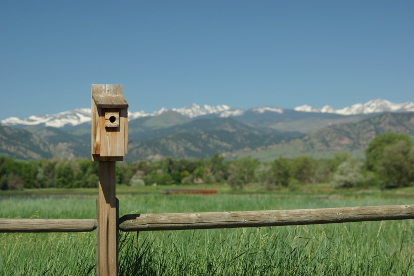8 Types of Bird Houses: Which Is Right for You? (With Pictures ...