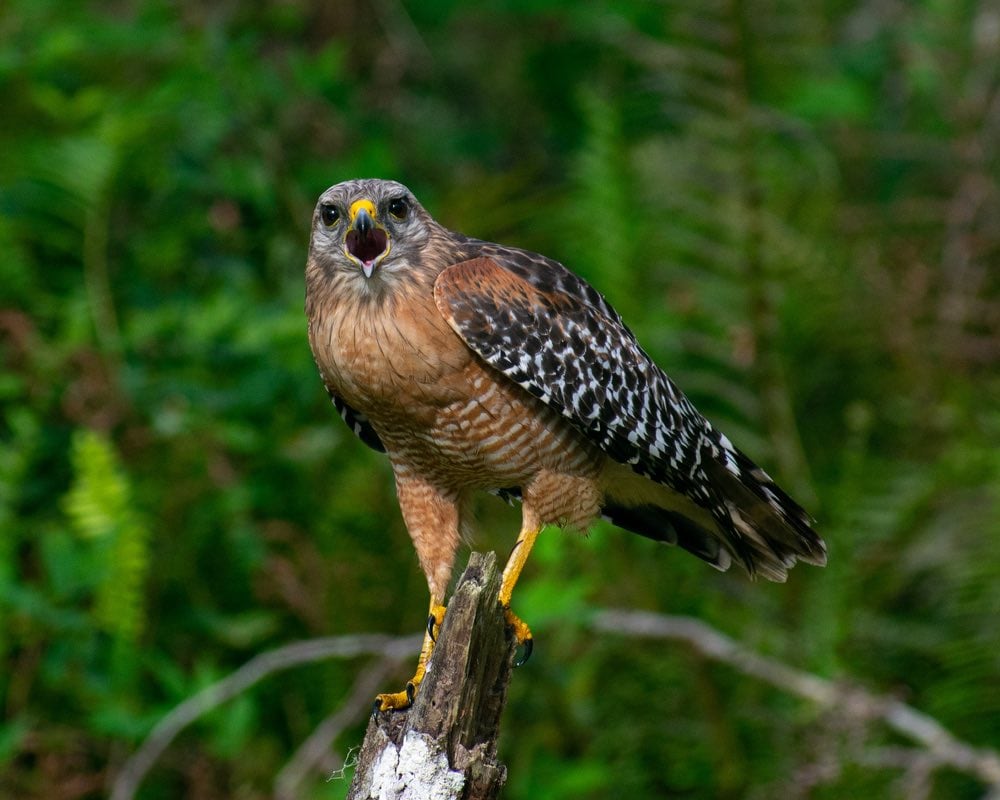 27 Fascinating & Fun Hawk Facts You Never Knew - Optics Mag