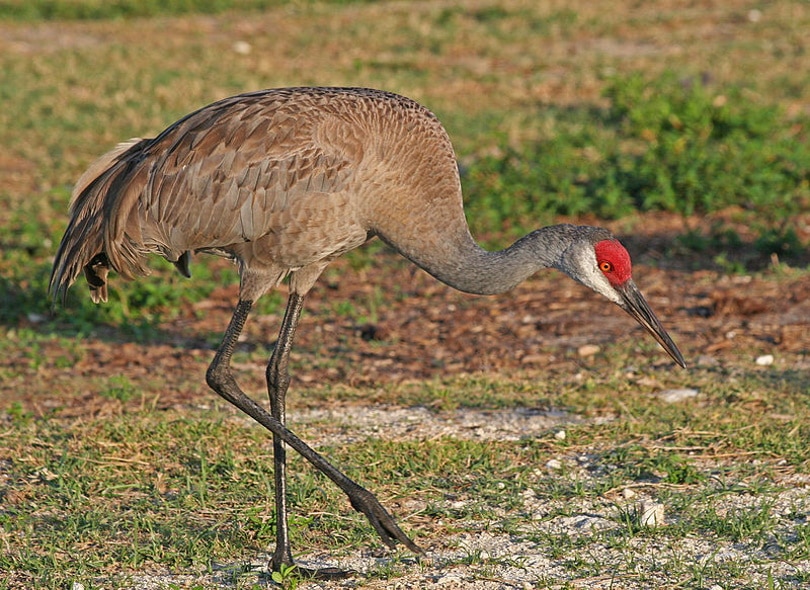 15 Types of Crane Bird Species in 2024 (With Pictures) - Optics Mag