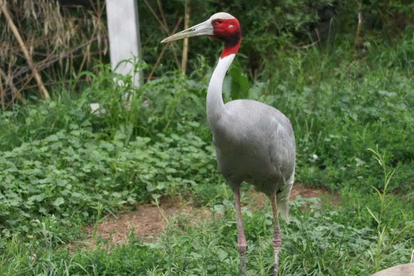15 Types of Crane Bird Species in 2024 (With Pictures) - Optics Mag