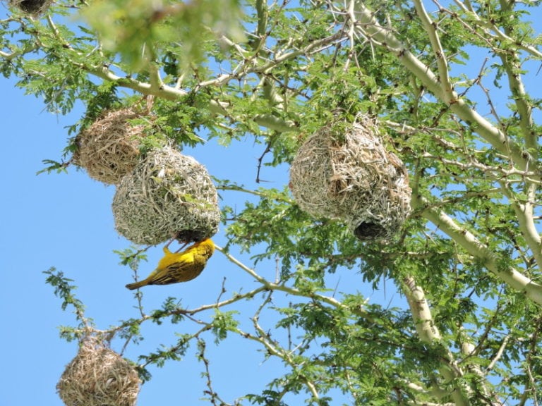 6 Types of Bird Nests: Their Differences & How To Spot Them - Optics Mag
