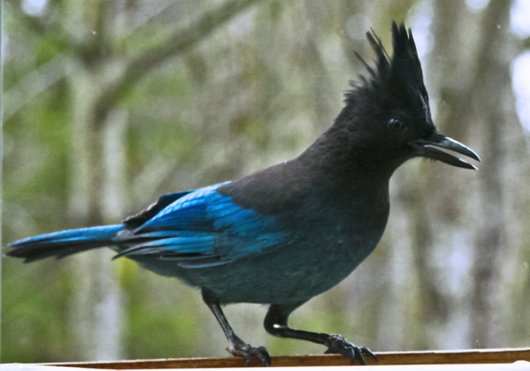 20 Types of Jaybirds in 2025 - Info, Pictures, Facts & More! - Optics Mag