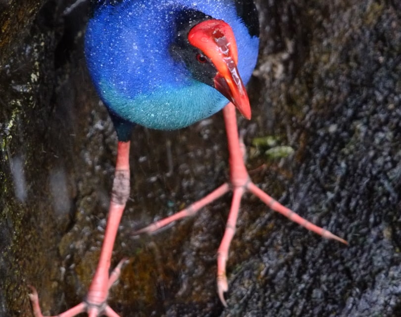 20 Types of Jaybirds in 2025 - Info, Pictures, Facts & More! - Optics Mag