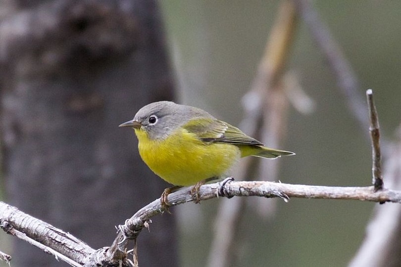 7 Common Yellow Birds (With Pictures): Info, Pics, Nesting, & Status ...