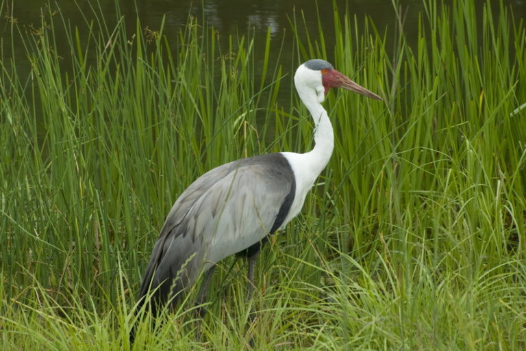 15 Types of Crane Bird Species in 2024 (With Pictures) - Optics Mag