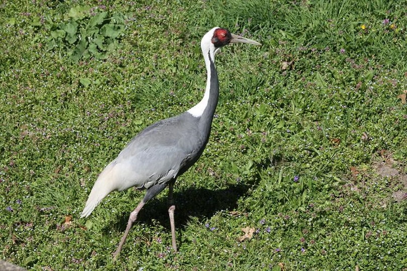 15 Types of Crane Bird Species in 2024 (With Pictures) - Optics Mag