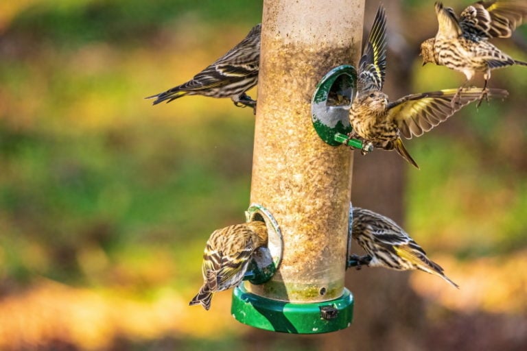 7 Common Yellow Birds (With Pictures): Info, Pics, Nesting, & Status ...